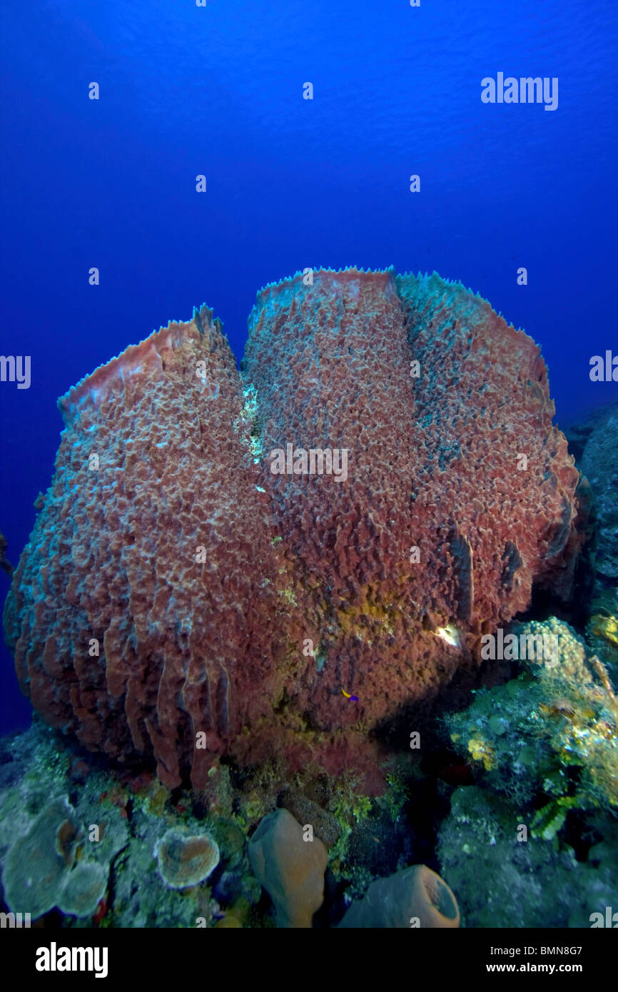 Huge barrel triple barrel sponge on Bloody Bay Wall, Little Cayman ...
