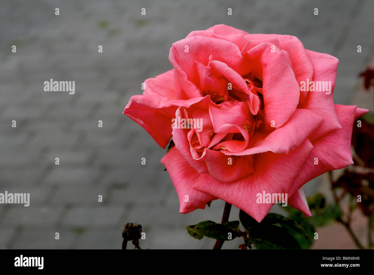 Large rose flower hi-res stock photography and images - Alamy