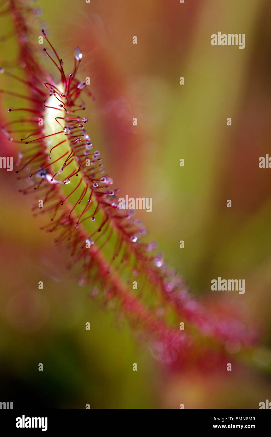 Drosera auriculata sundew leaf with sticky hairs to trap insects which ...