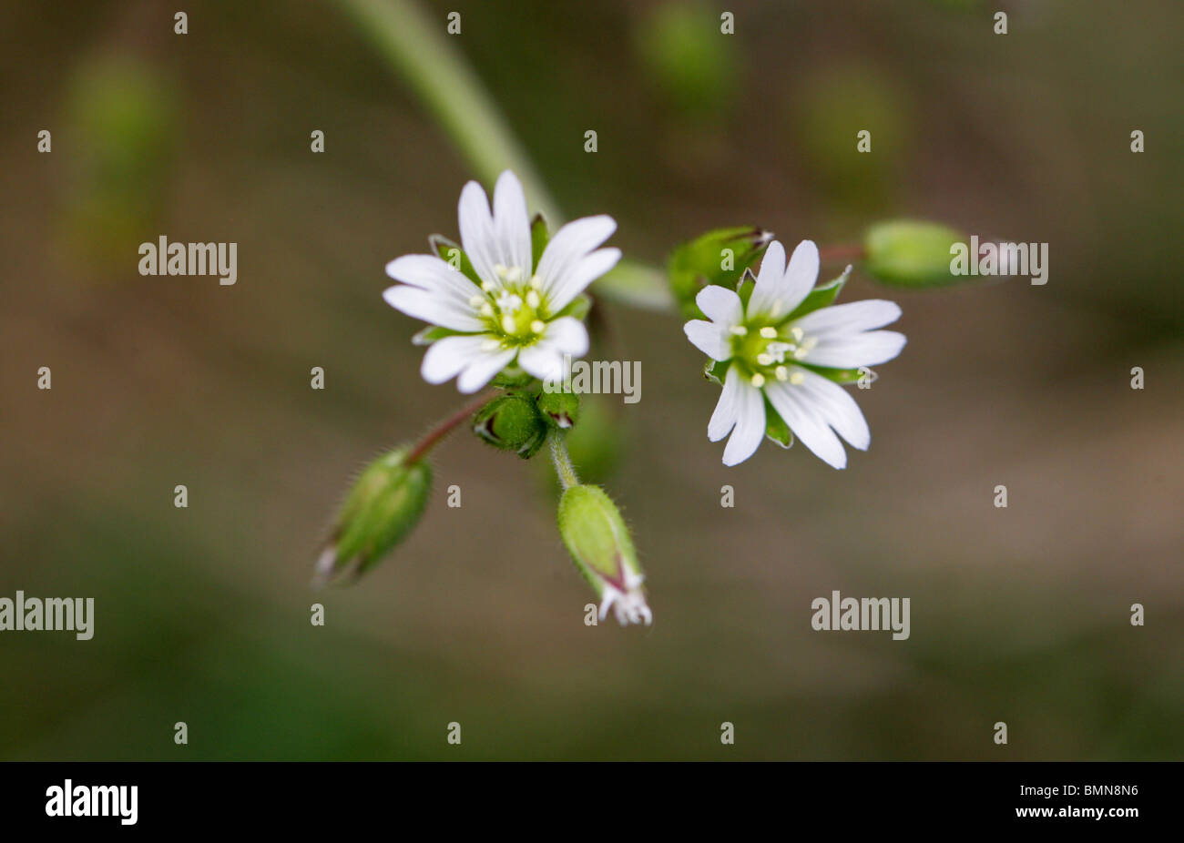 Common Mouse-ear, Cerastium fontanum, Caryophyllaceae, UK Stock Photo ...