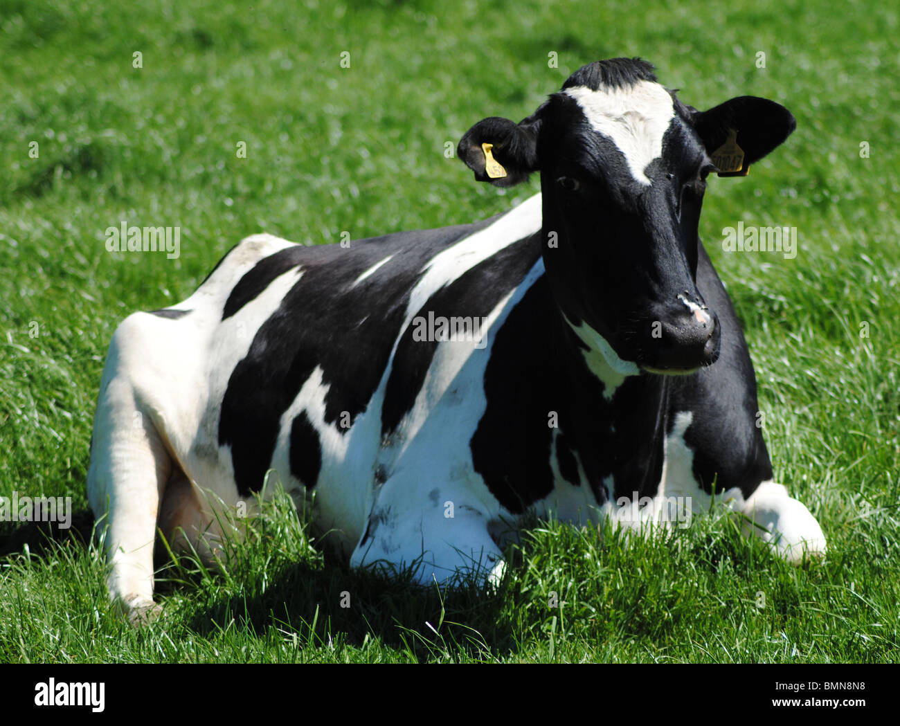 Cow sitting down hi-res stock photography and images - Alamy