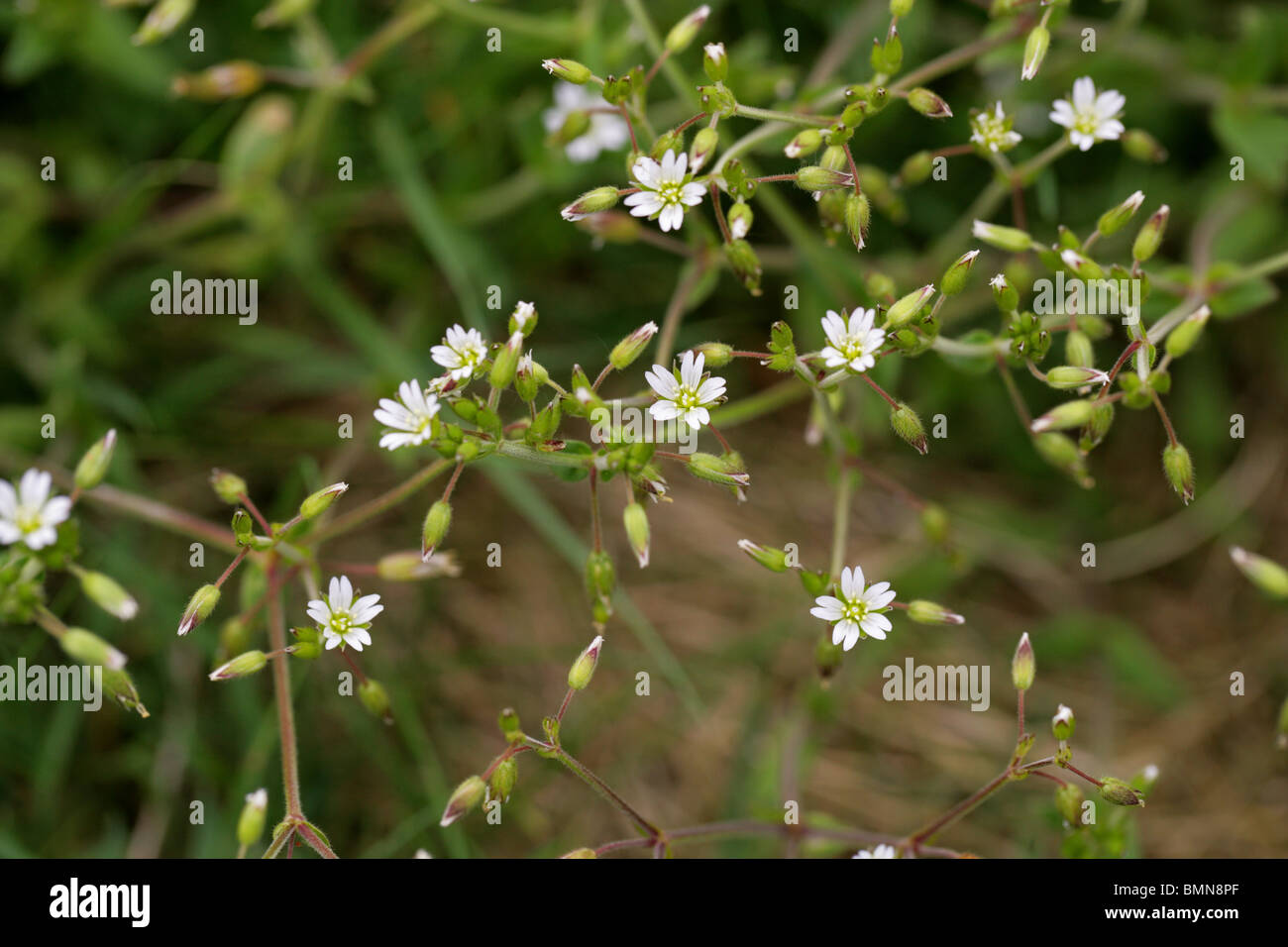 Mouse ear hi-res stock photography and images - Alamy