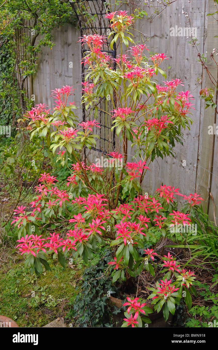 Close up Pyrrhus bush in garden Stock Photo - Alamy