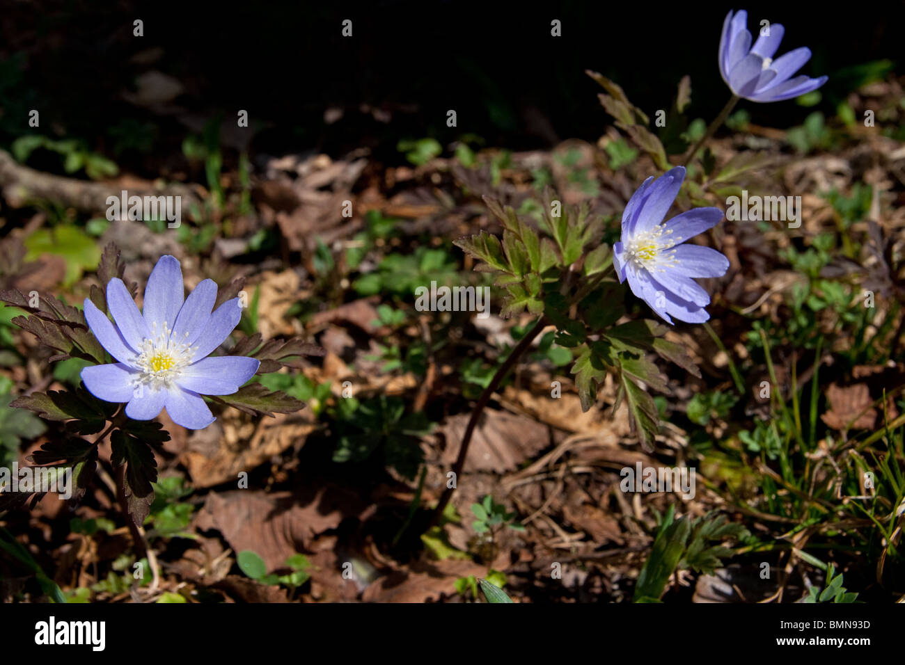 Japanese blue Anemone flowering in the springtime forests of Togakushi ...