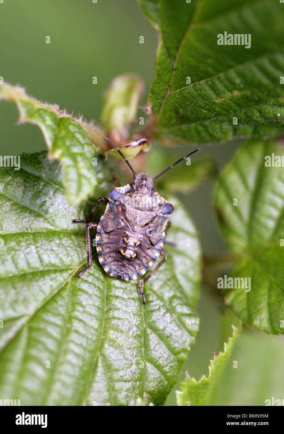Forest Shieldbug, Final Instar of Pentatoma rufipes, Pentatomidae ...