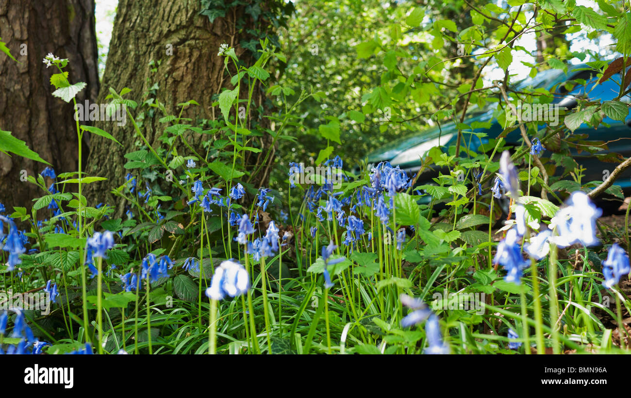 bluebells in wood green leaves trees behind Stock Photo - Alamy