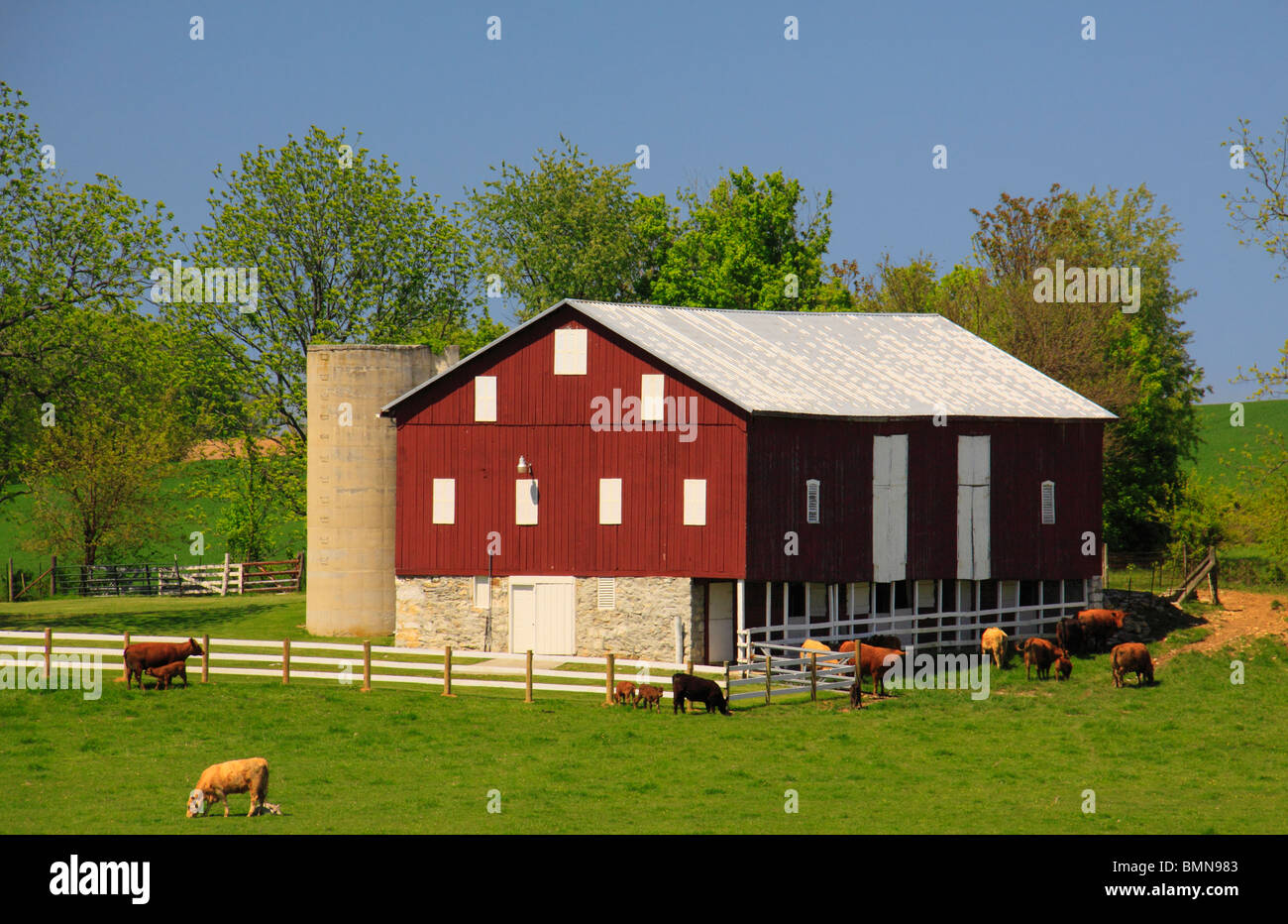 Cows and red barn hi-res stock photography and images - Alamy