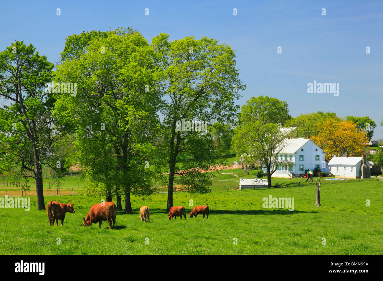 Locust grove hi-res stock photography and images - Alamy