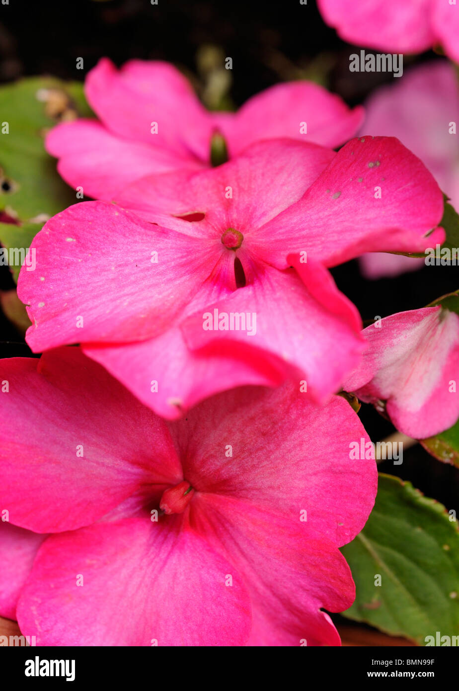 Close up impatiens hi-res stock photography and images - Alamy