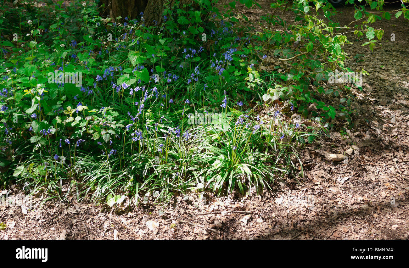 bluebells in wood green leaves trees behind Stock Photo - Alamy