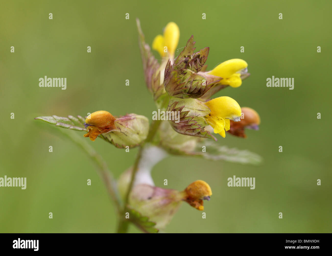 Yellow Rattle, Rhinanthus minor, Scrophulariaceae Stock Photo - Alamy