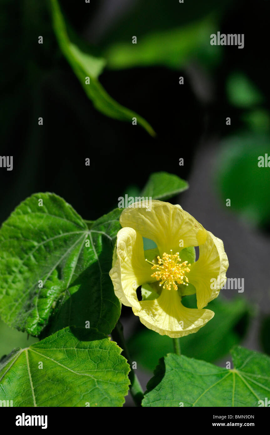 Abutilon pitcairnense single yellow flower against leaves and branch ...