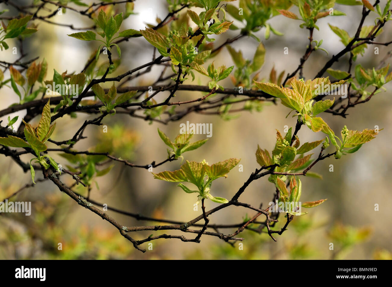 Amur maple hi-res stock photography and images - Alamy