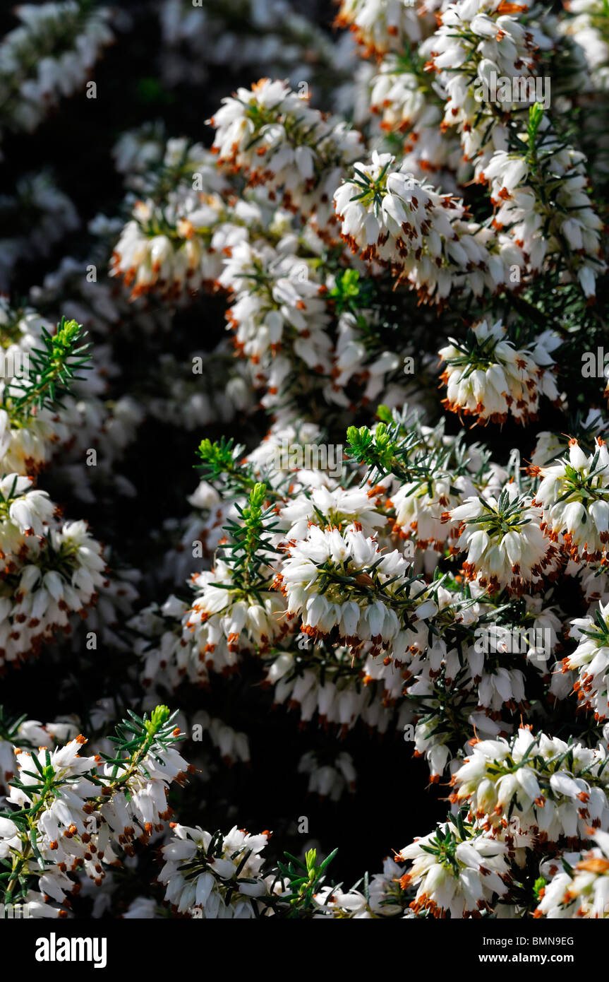 Erica carnea isabell white Winter heath Winter Flowering Heather Spring ...