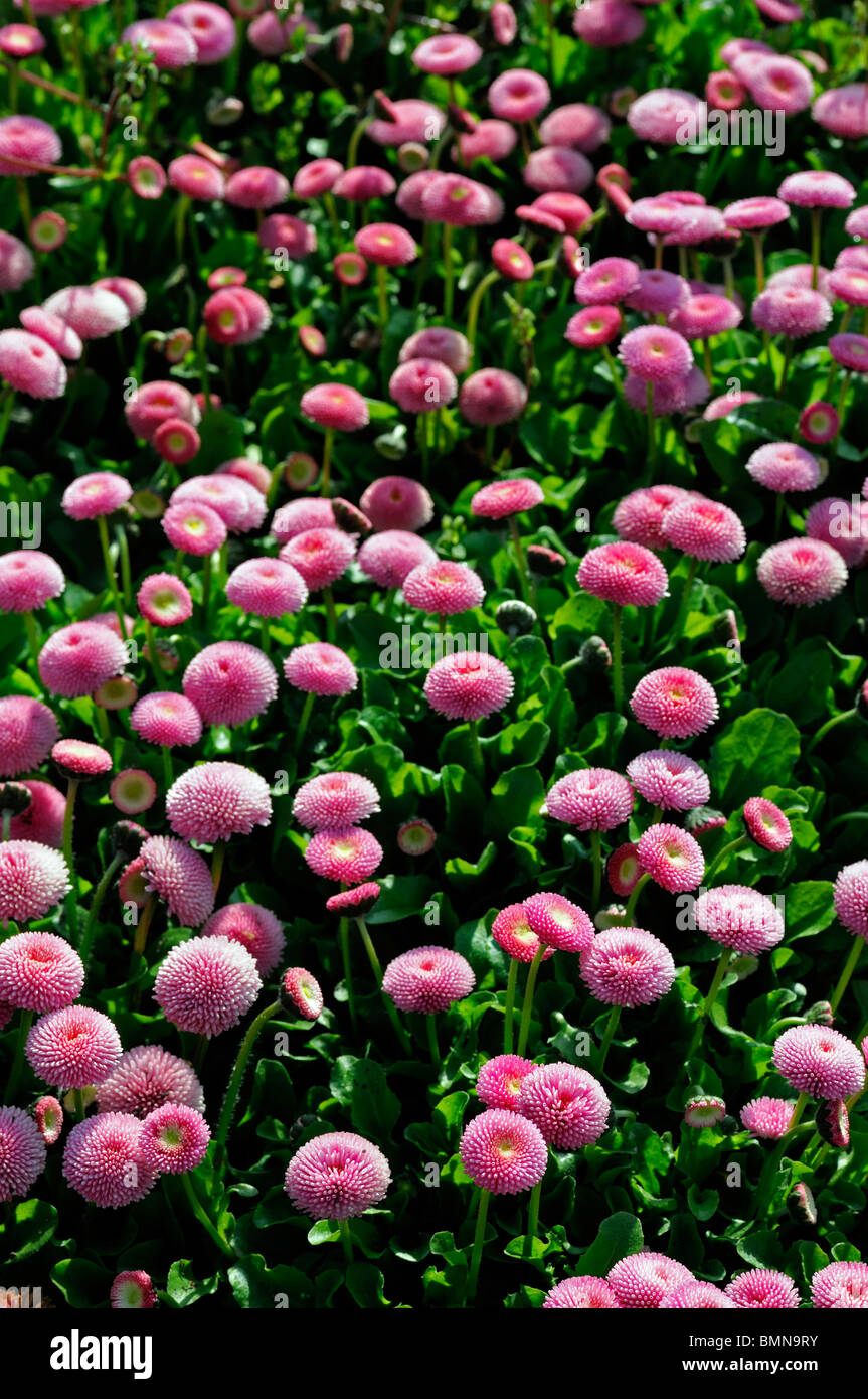 Rose agm hi-res stock photography and images - Alamy