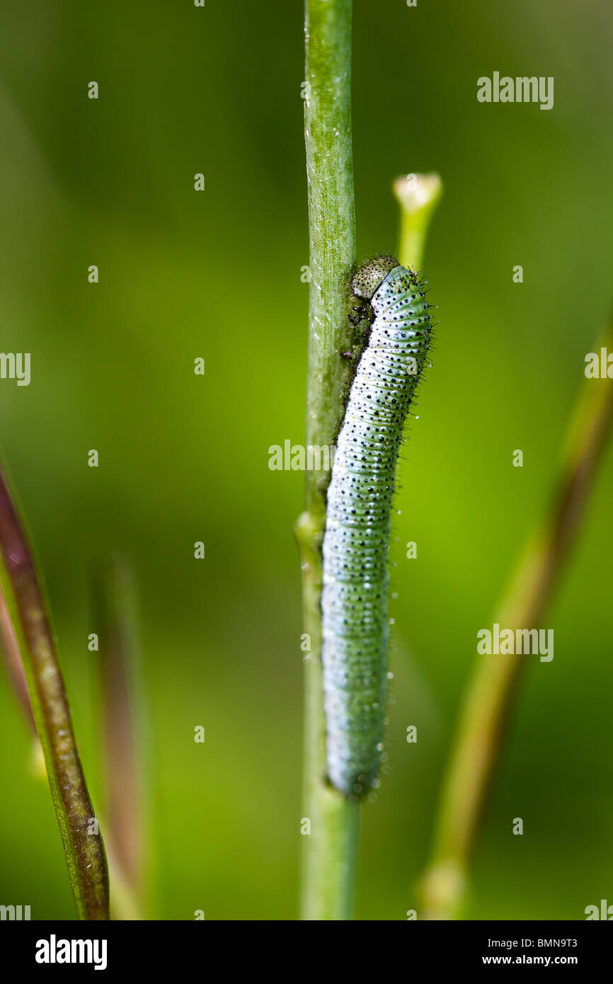 orange tip butterfly larva ( Anthocharis cardamines caterpillar Stock ...