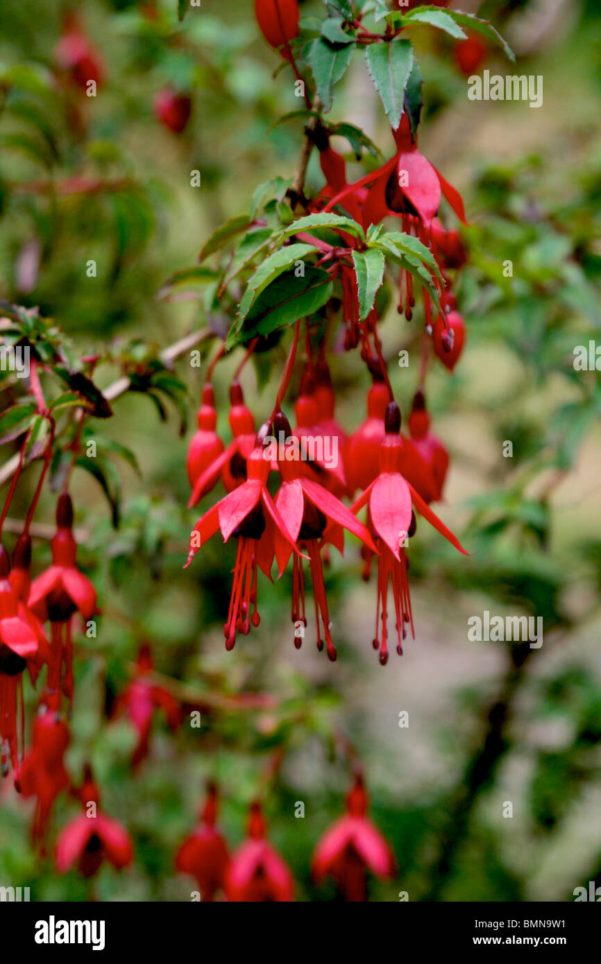 Fuchsia, an Irish wildflower Stock Photo - Alamy