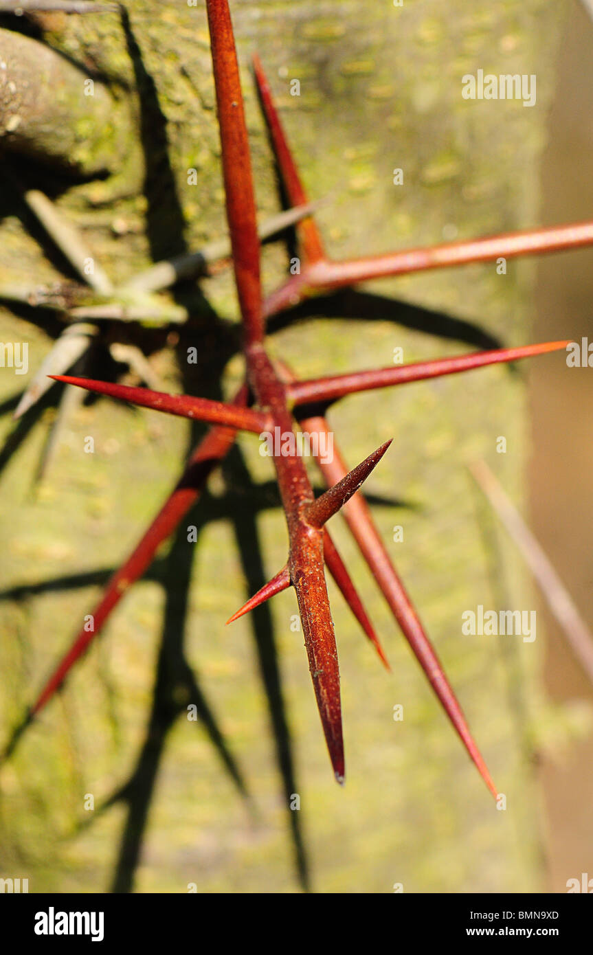 Honey locust spikes Stock Photo - Alamy Honey locust spikes Stock Photo - Alamy