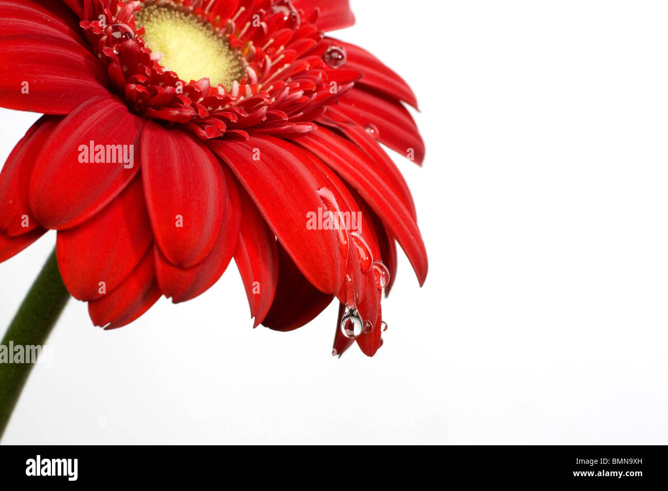 Studio high hi-res stock photography and images - Alamy