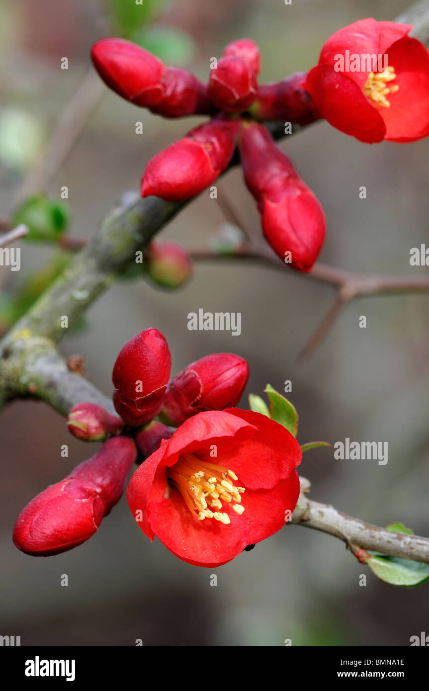 Flowering quince Chaenomeles x superba boule de feu cultivar hardy ...
