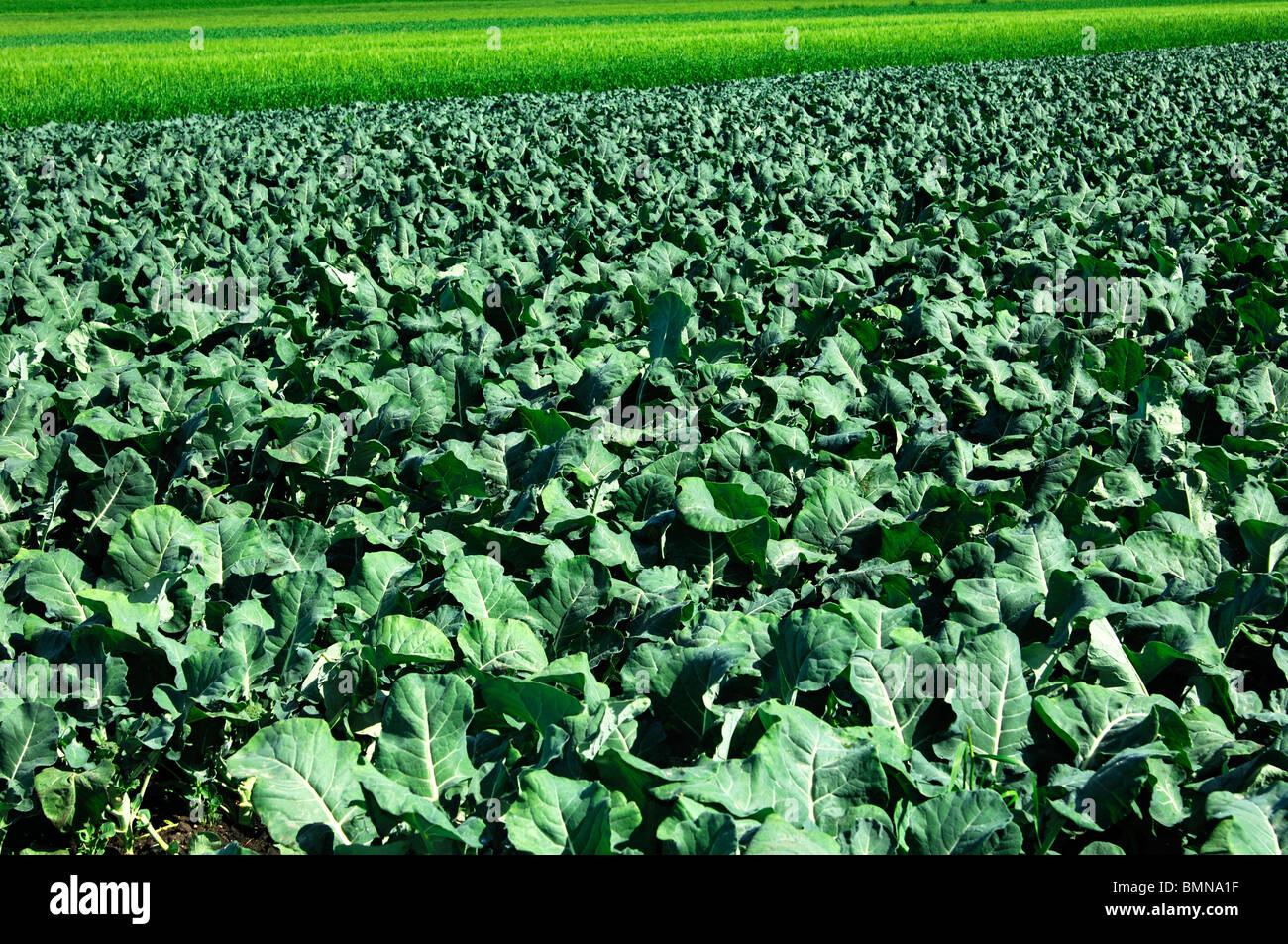 Outdoor cultivation of Broccoli Stock Photo - Alamy