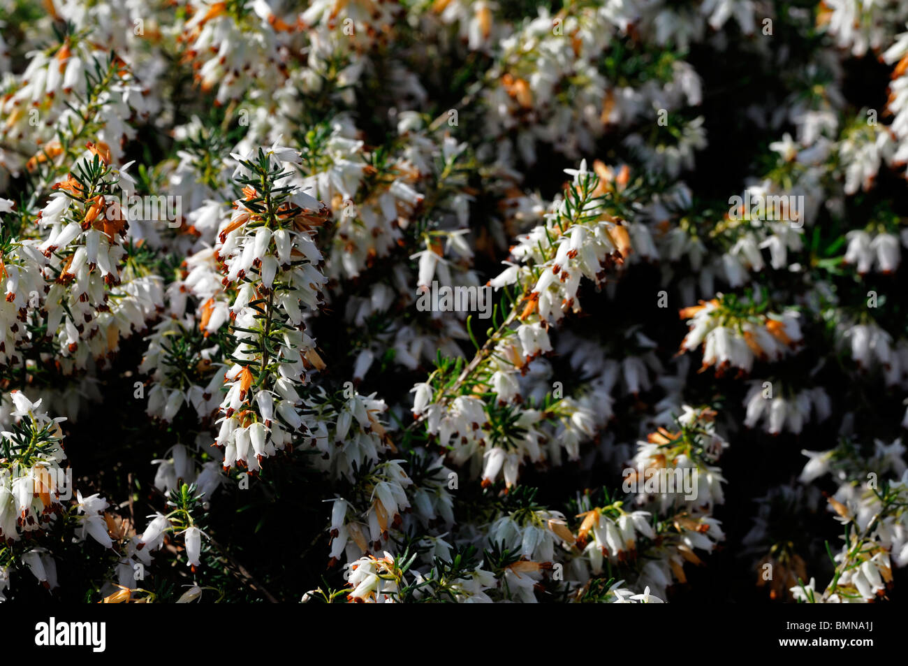 Erica carnea springwood white Winter heath Winter Flowering Heather ...