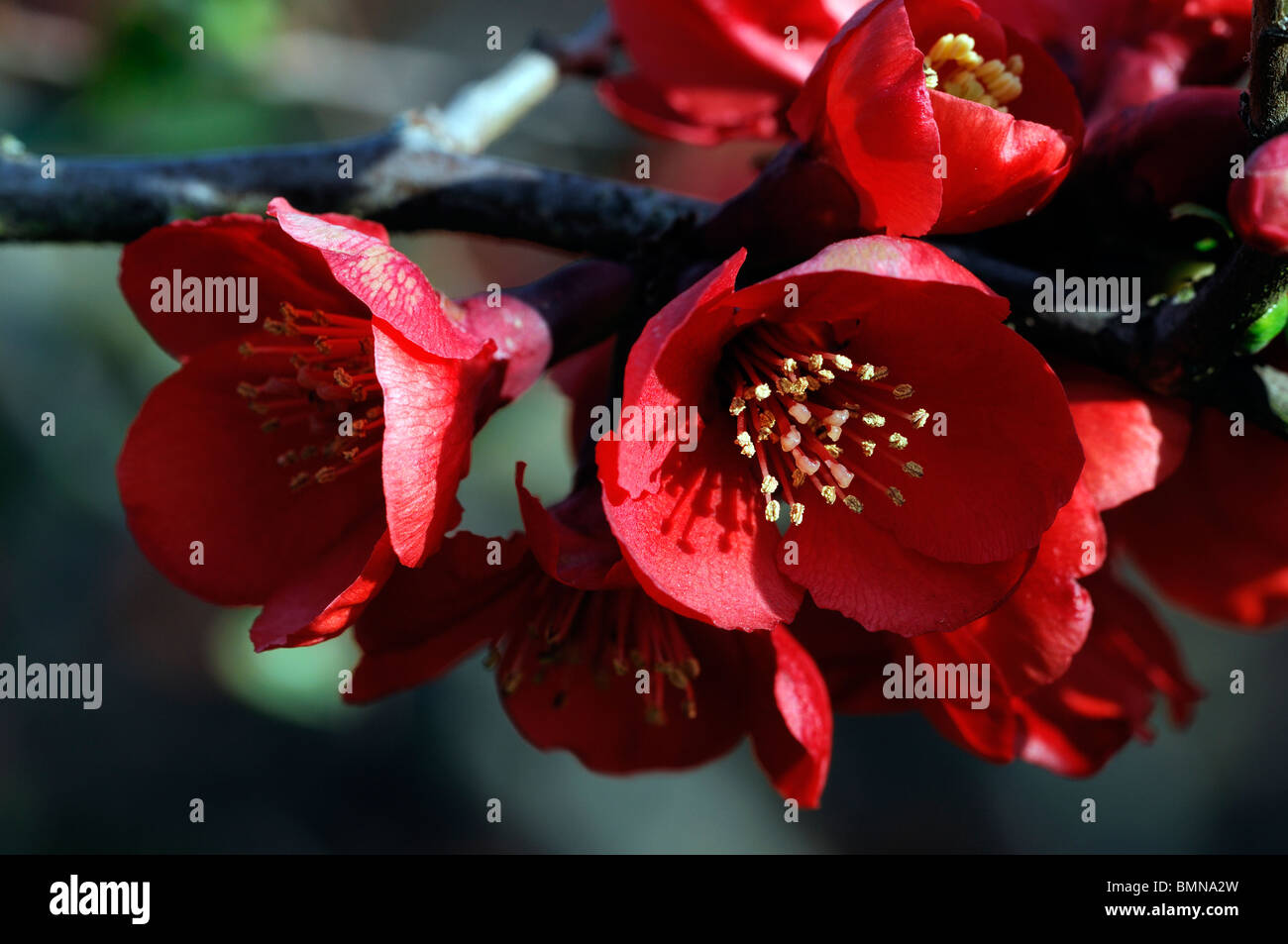 Flowering quince Chaenomeles x superba boule de feu cultivar hardy ...