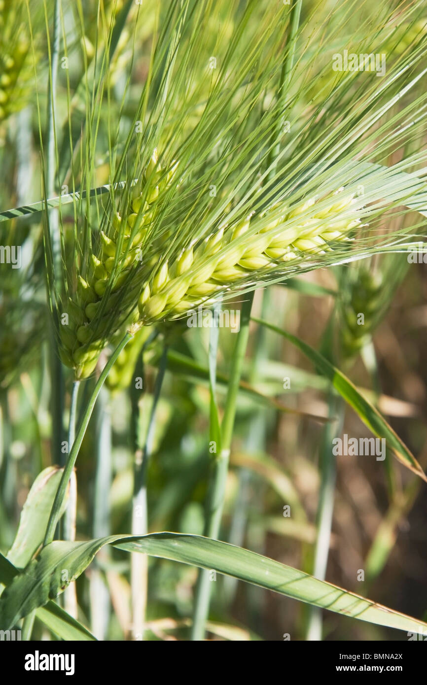 Green Barley Head Stock Photo - Alamy