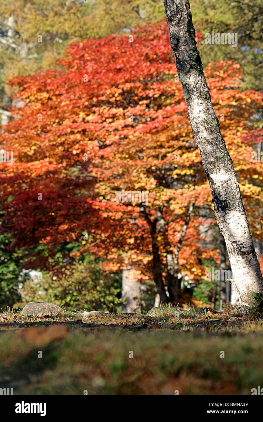 Japanese Maple displaying its autumn colours in Togakushi, Japan Stock ...