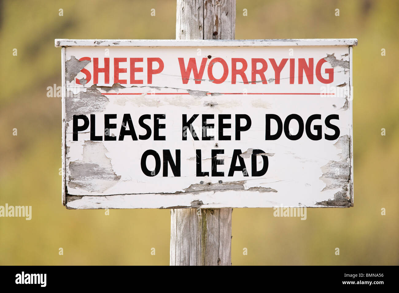 Livestock worrying by dogs hi-res stock photography and images - Alamy