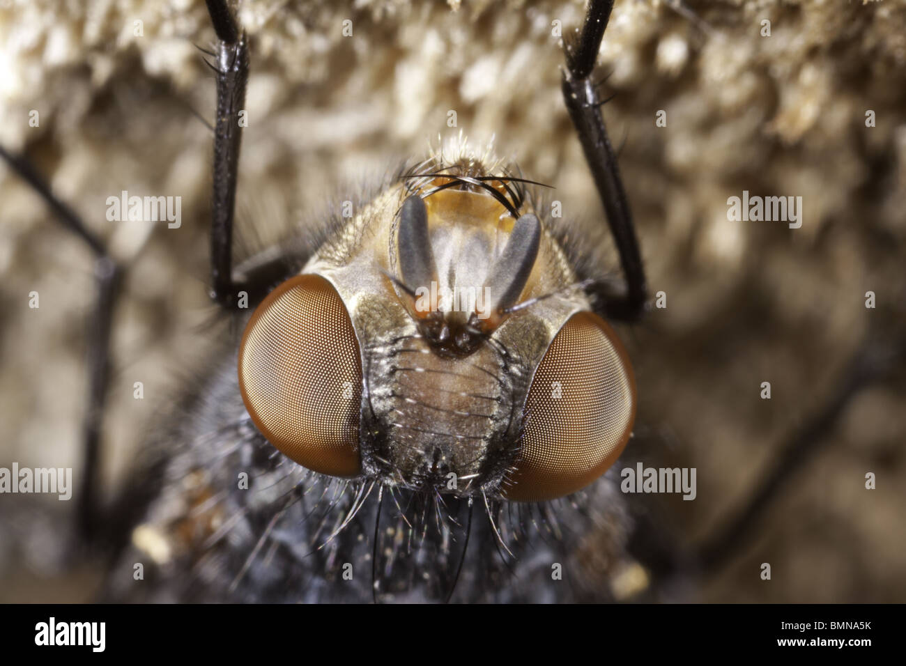 Fly eyes close up Stock Photo - Alamy