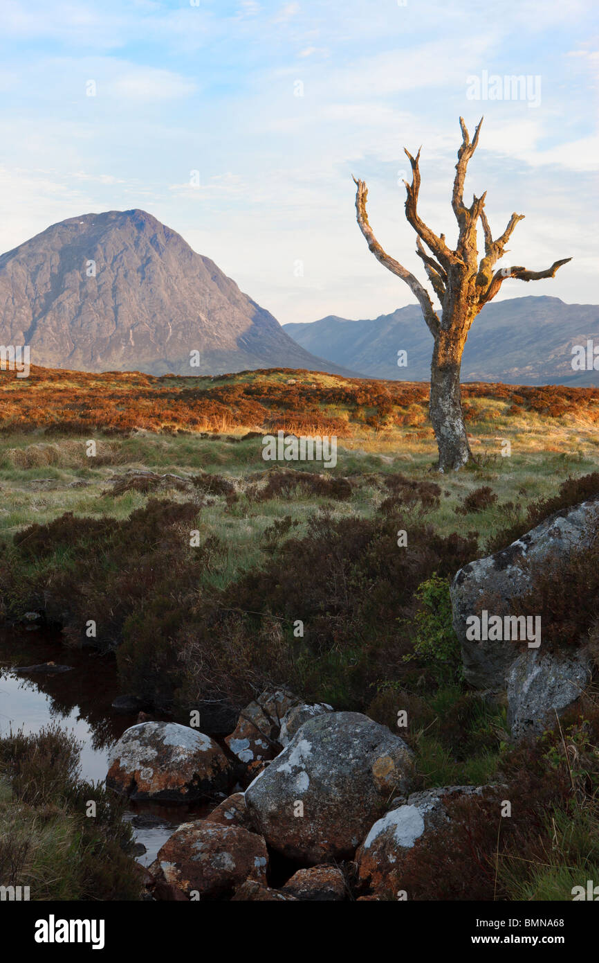 Lone tree on Rannoch Moor Stock Photo - Alamy