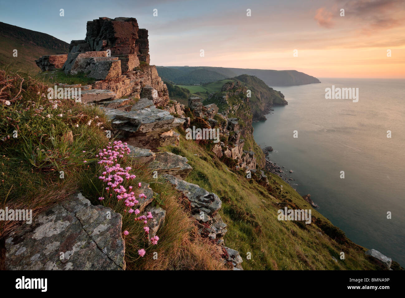 Summer thrift grows among the impressive geology at the Valley of the ...