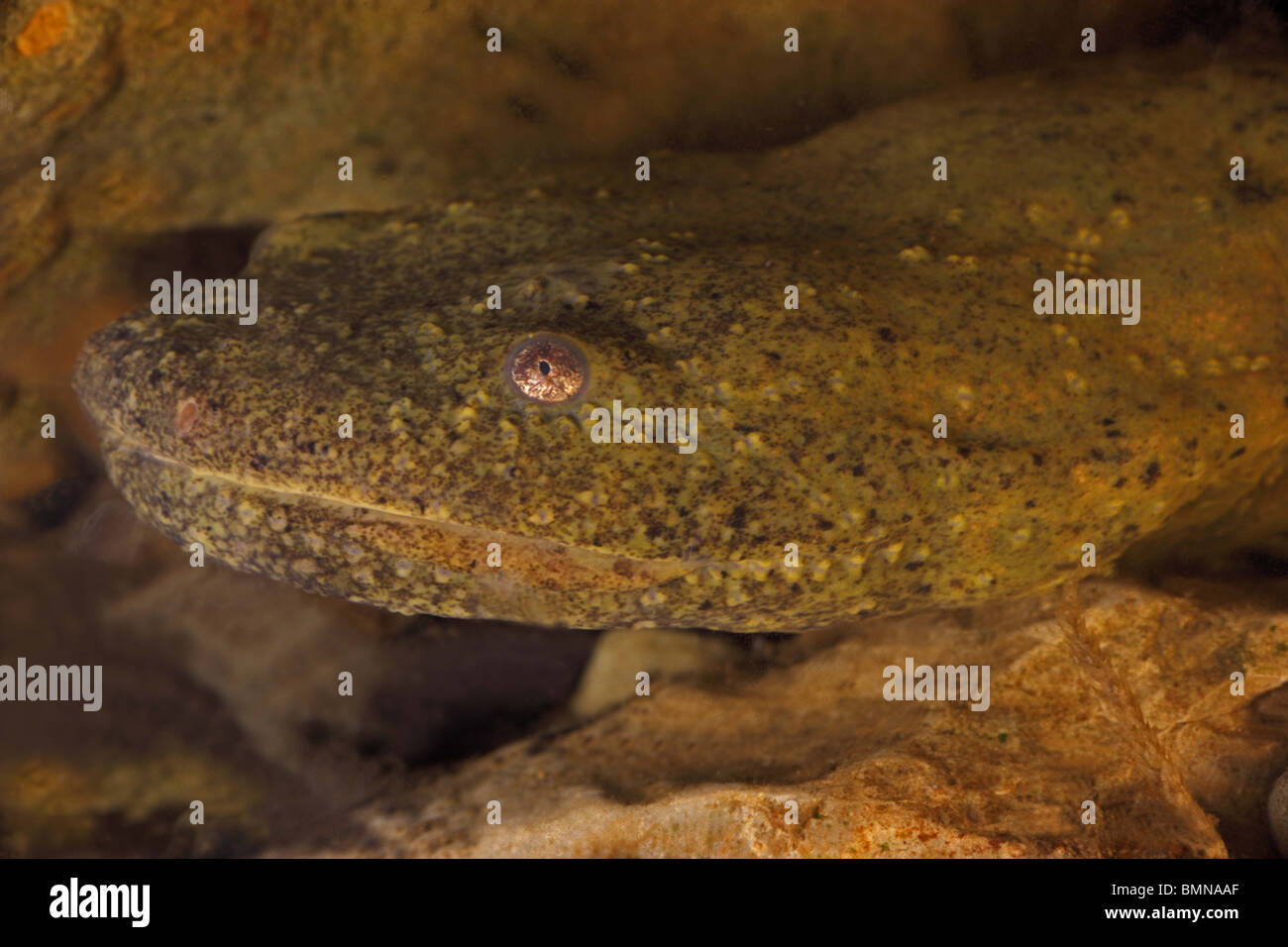 Cryptobranchus Alleganiensis Preserved