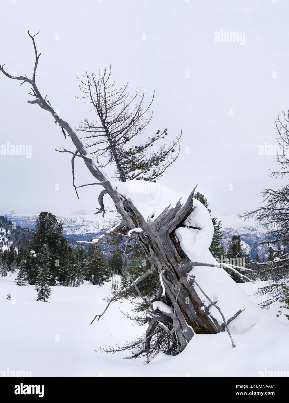 Old cedar Western Sayan Mountains. Siberia. Russia Stock Photo - Alamy