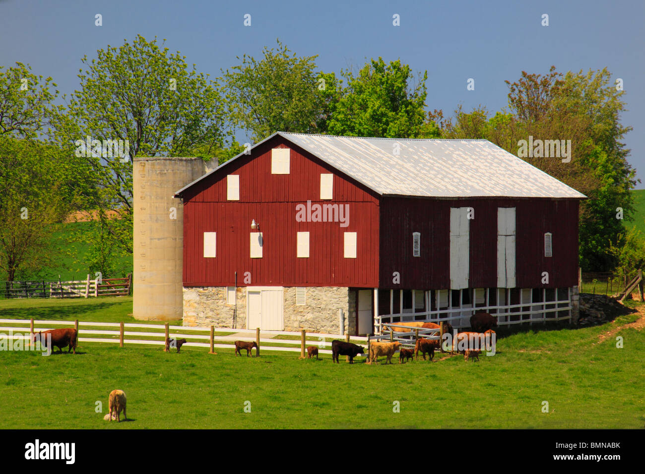 Cows and red barn hi-res stock photography and images - Alamy