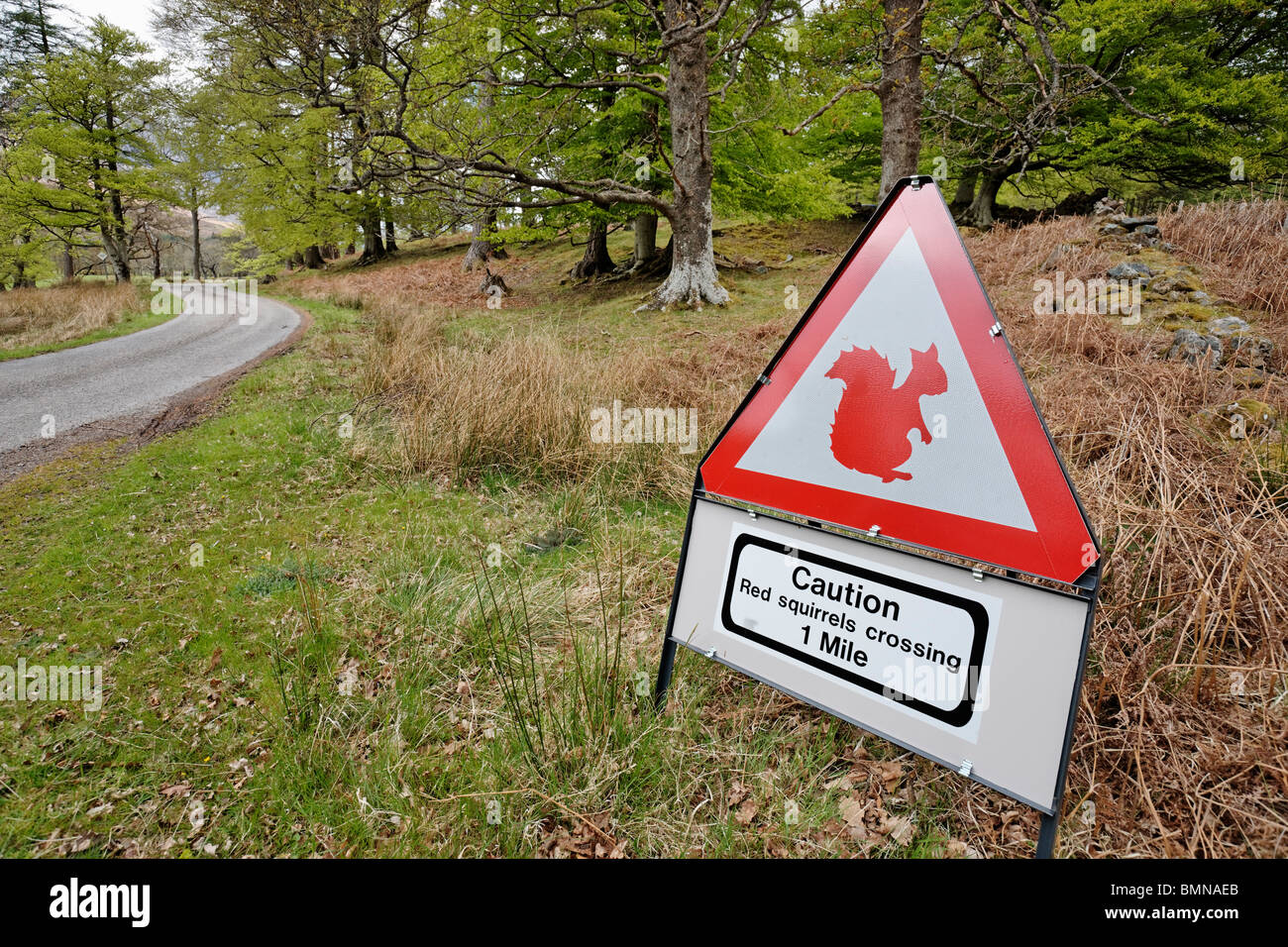 Caution- Red Squirrel crossing road sign. Dundonnell, Wester Ross ...