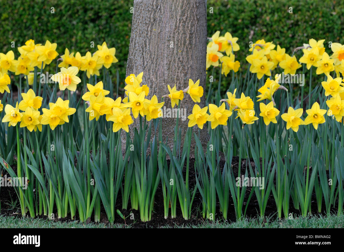 Underplant hi-res stock photography and images - Alamy