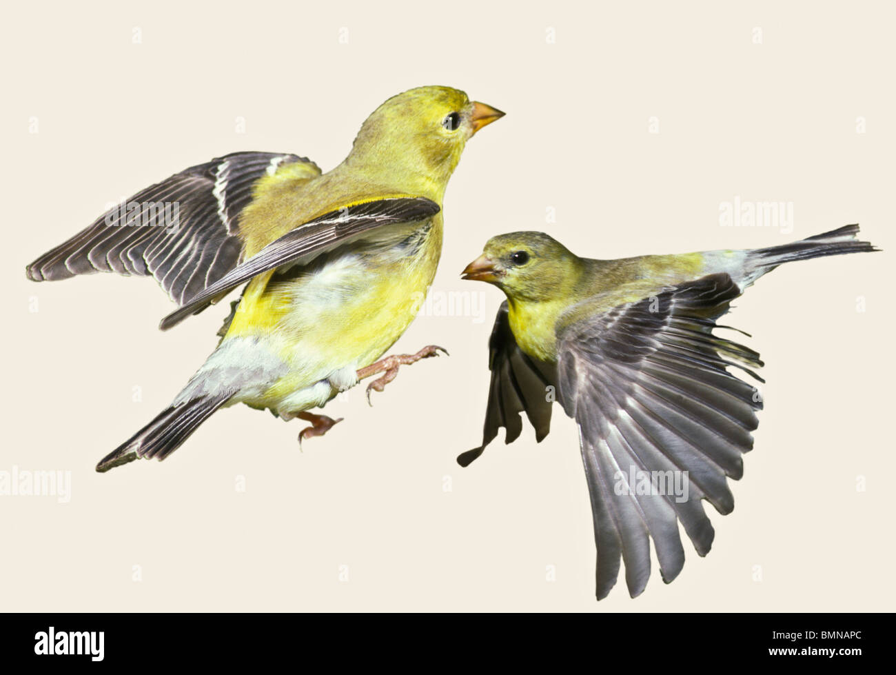 American goldfinch flight 60 photos - Morilly.com