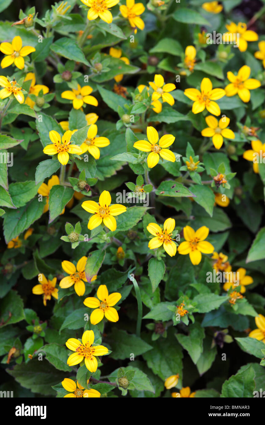 Goldenstar flower hi-res stock photography and images - Alamy