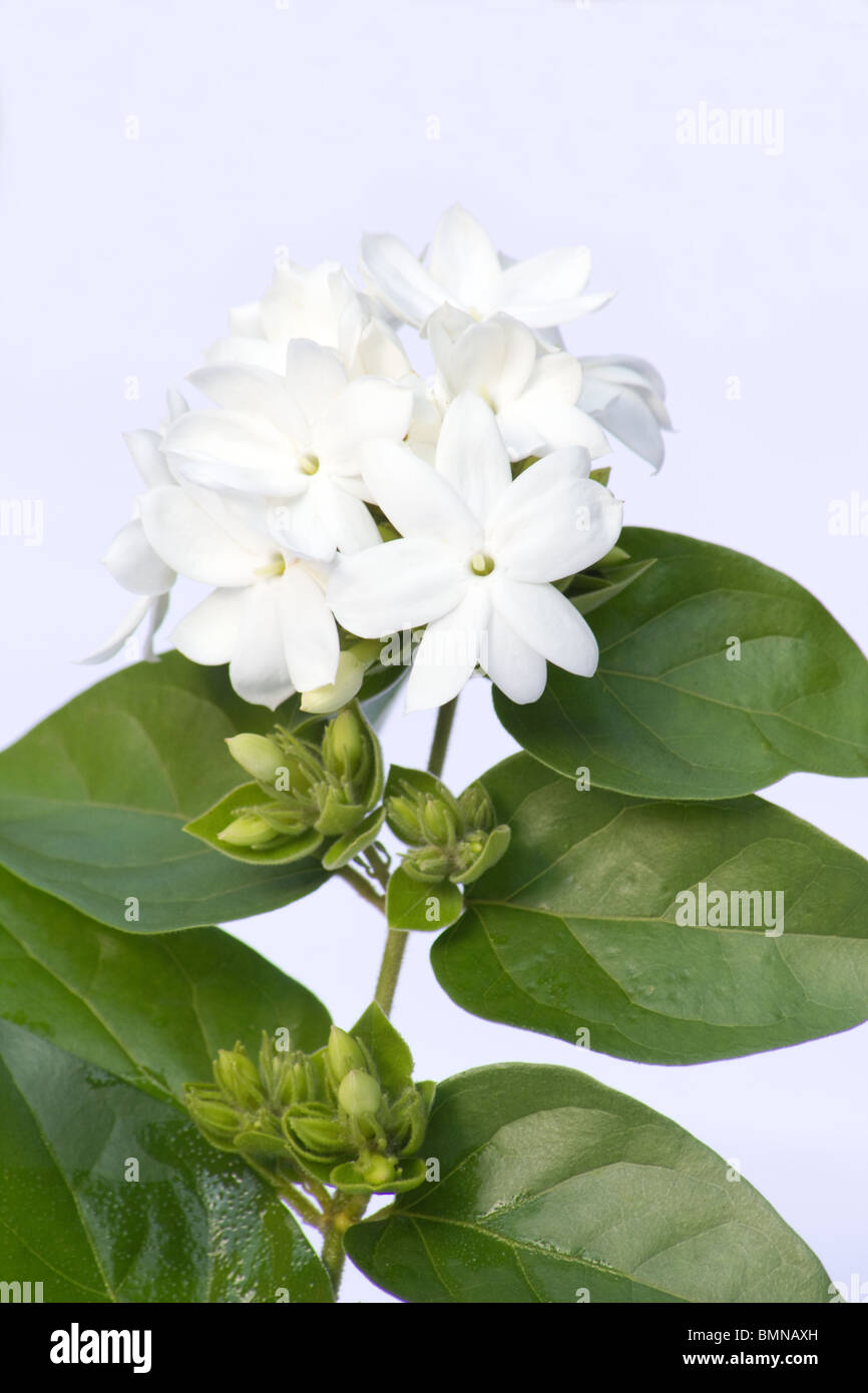 Jasmine (Downy Jasmine (Jasminum multiflorum) flowers on white ...