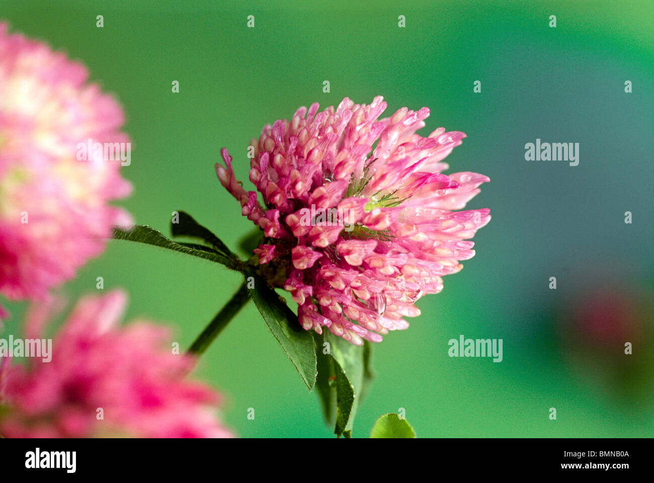 Red clover (Trifolium pratense) pink flower close up with dew and ...
