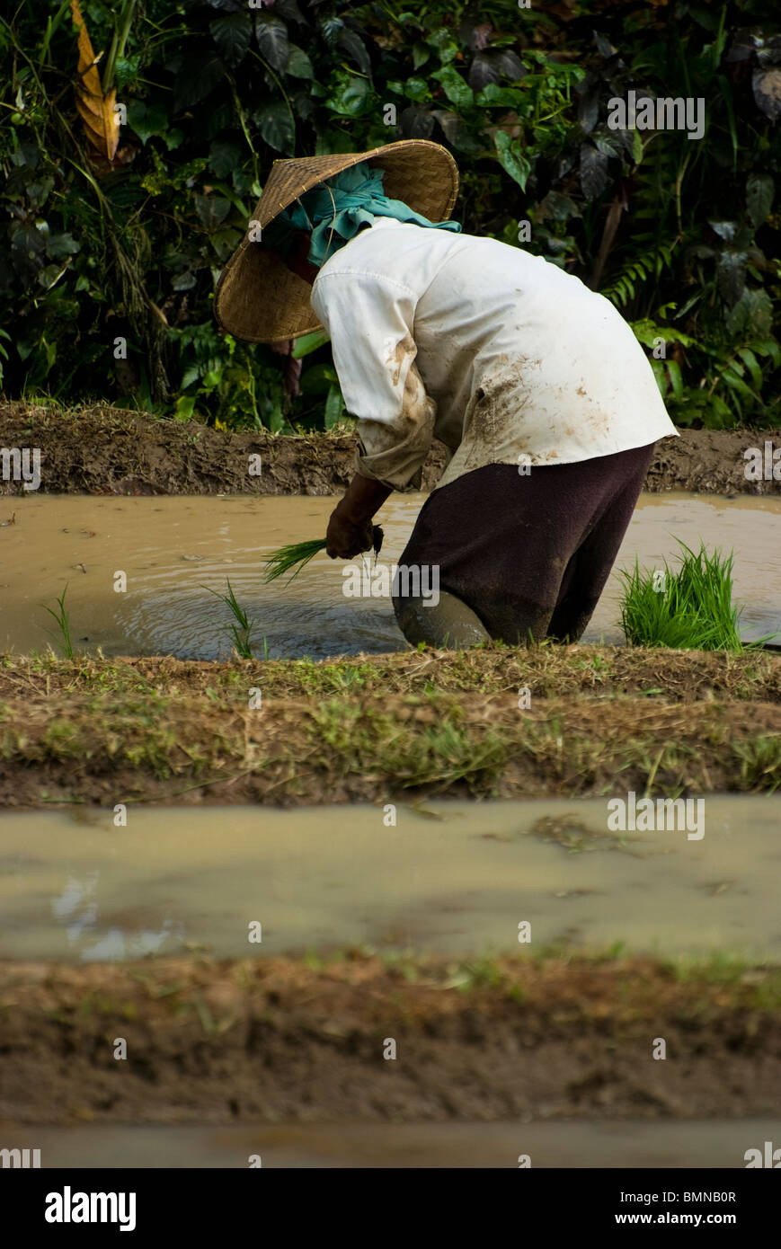 Planting by hand new rice in the magnificent terraced rice fields of ...