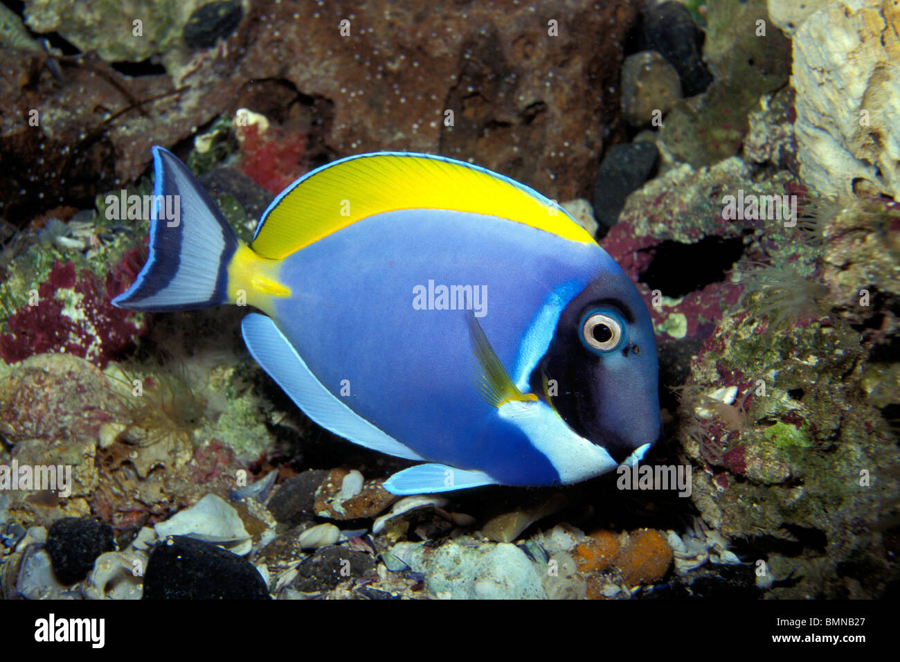 Powder-blue surgeonfish, Acanthurus leucosternon, captive Stock Photo ...