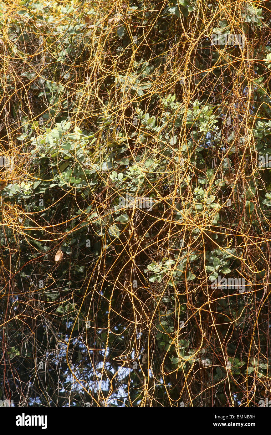 Dodder (Cuscuta sp Stock Photo - Alamy