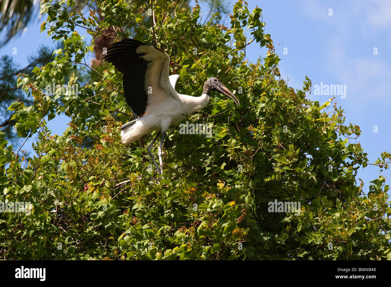 Flying from tree to tree hi-res stock photography and images - Alamy