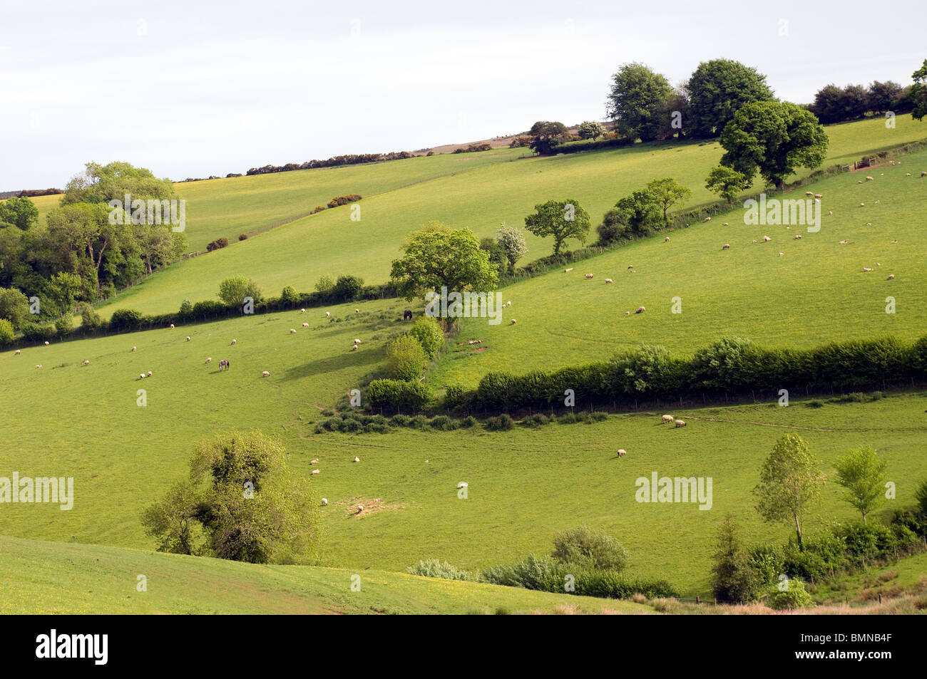 Rollings green hills devon hi-res stock photography and images - Alamy