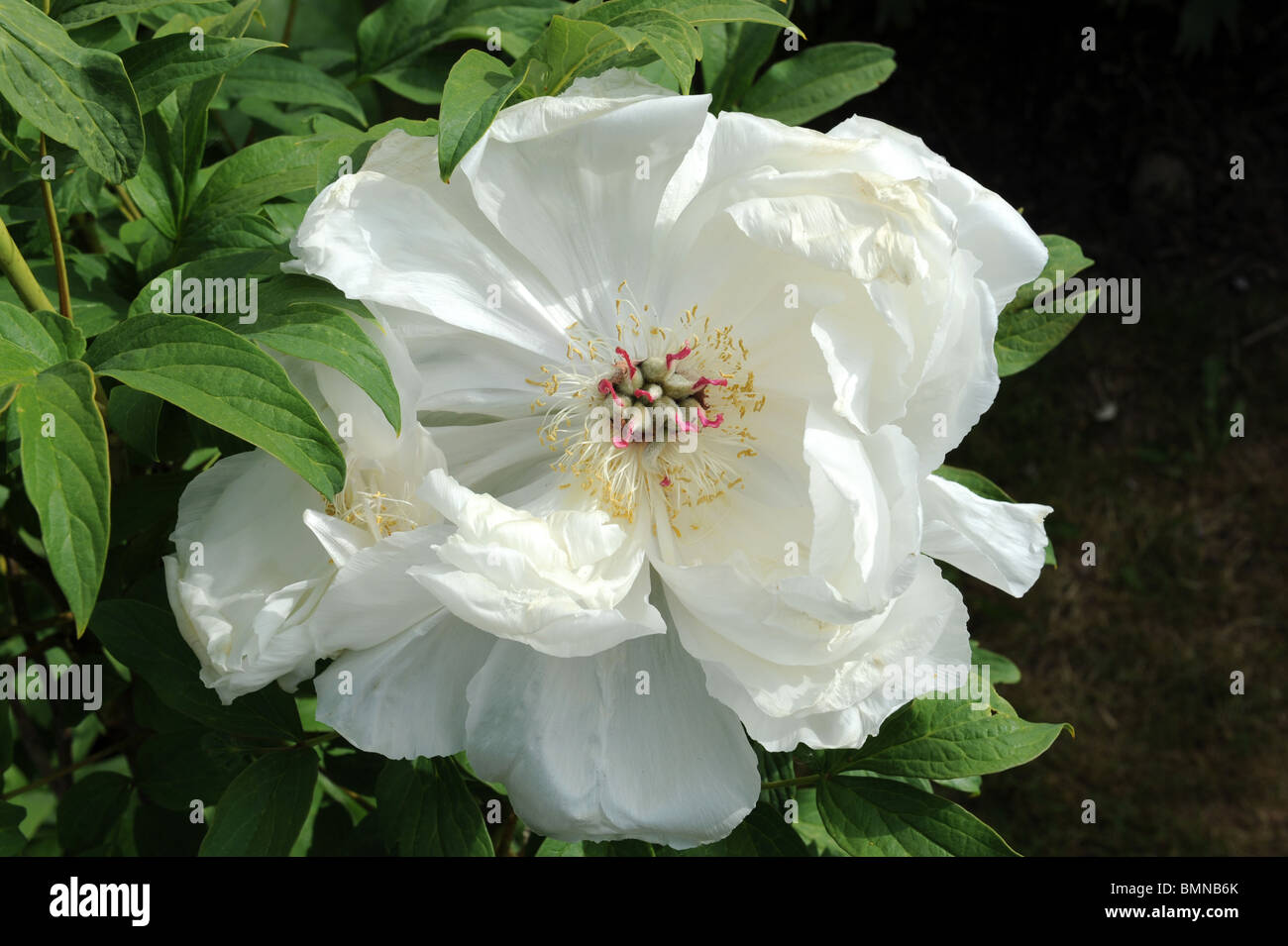 Tree peonies hi-res stock photography and images - Alamy