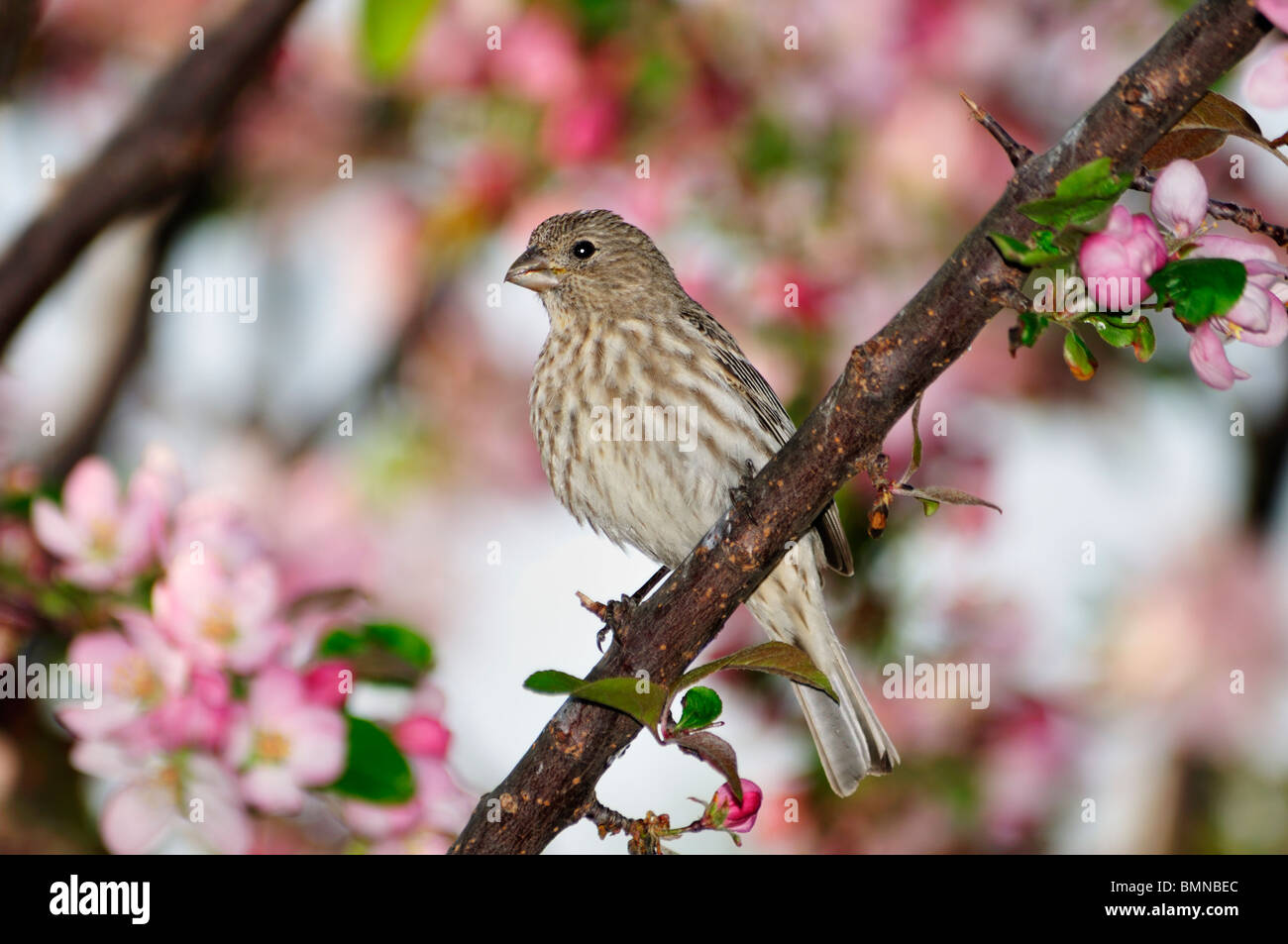 Female house finches hi-res stock photography and images - Alamy
