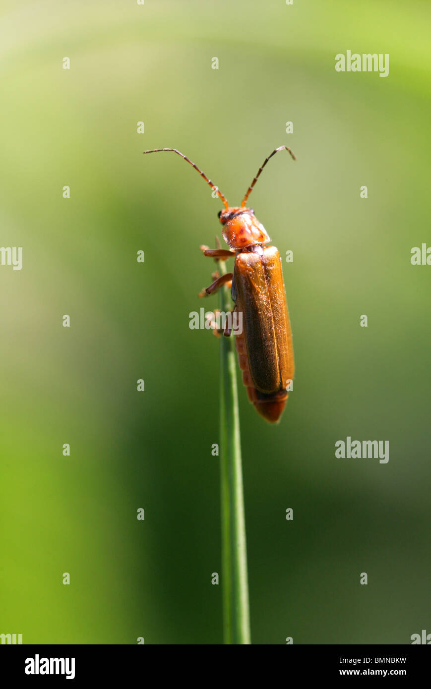 Common Red Soldier Beetle, Cantharis rufa, Cantharidae, Coleoptera ...